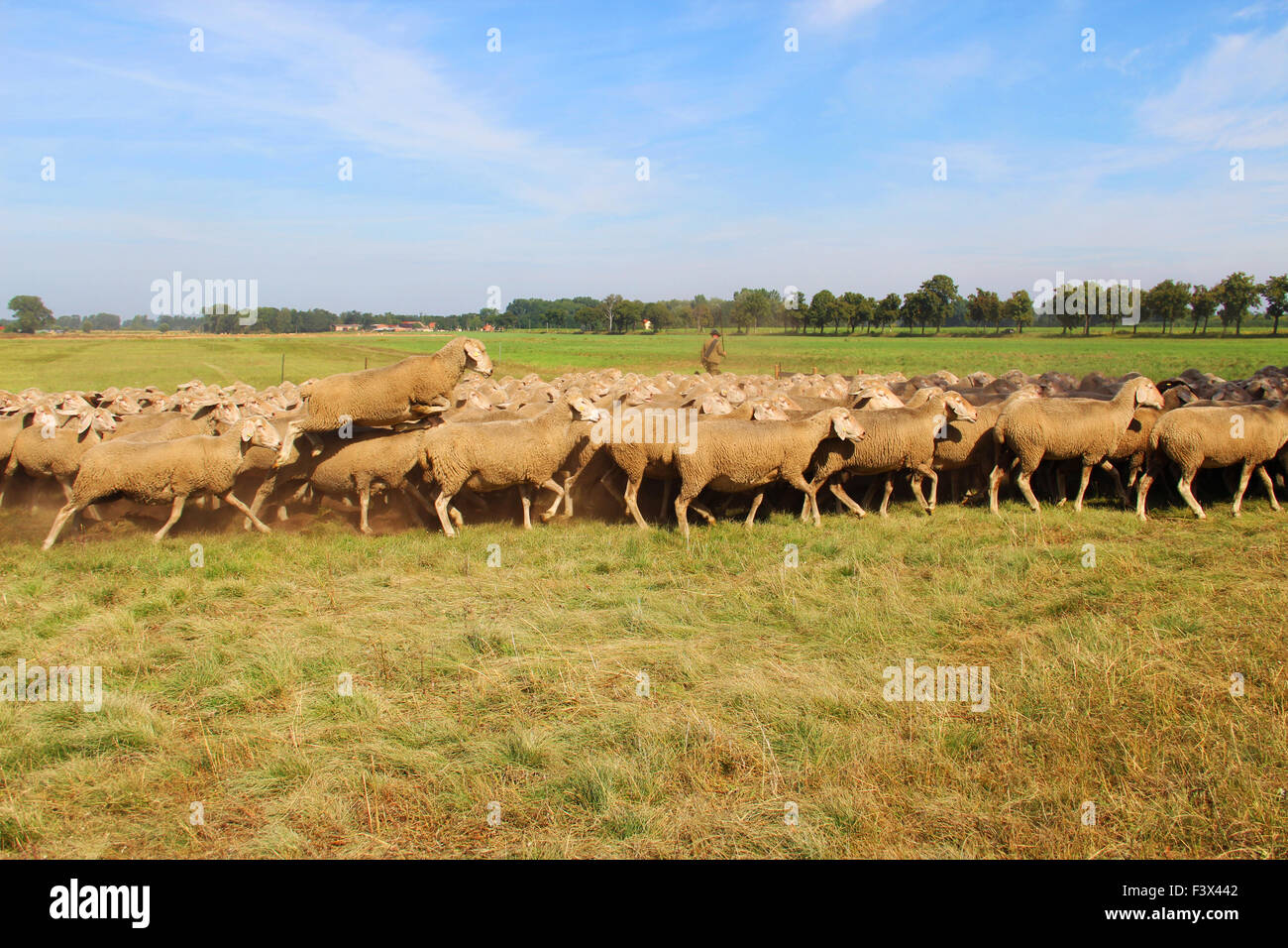 Flying Sheep High Resolution Stock Photography and Images - Alamy