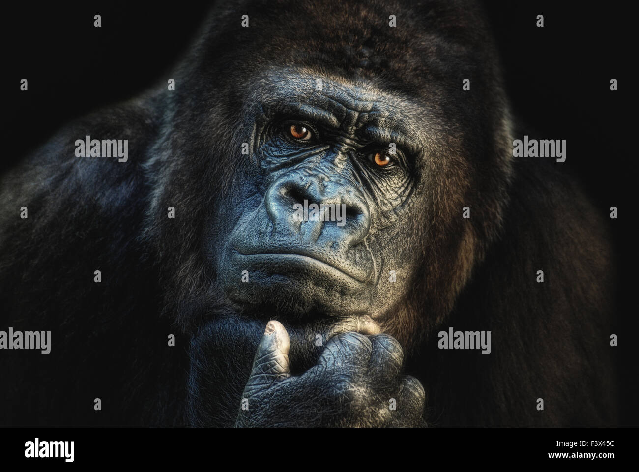 Ape thinking hi-res stock photography and images - Alamy
