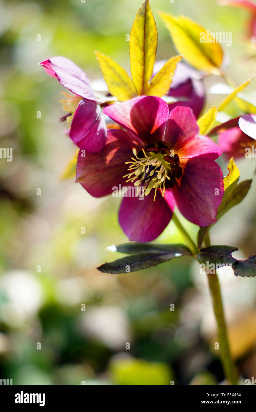 Rare medicinal herbs hi-res stock photography and images - Alamy