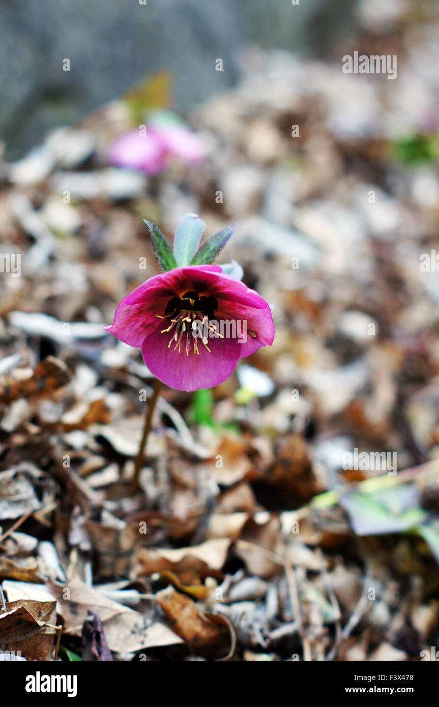 Close up of rare Helleborus flower Stock Photo - Alamy