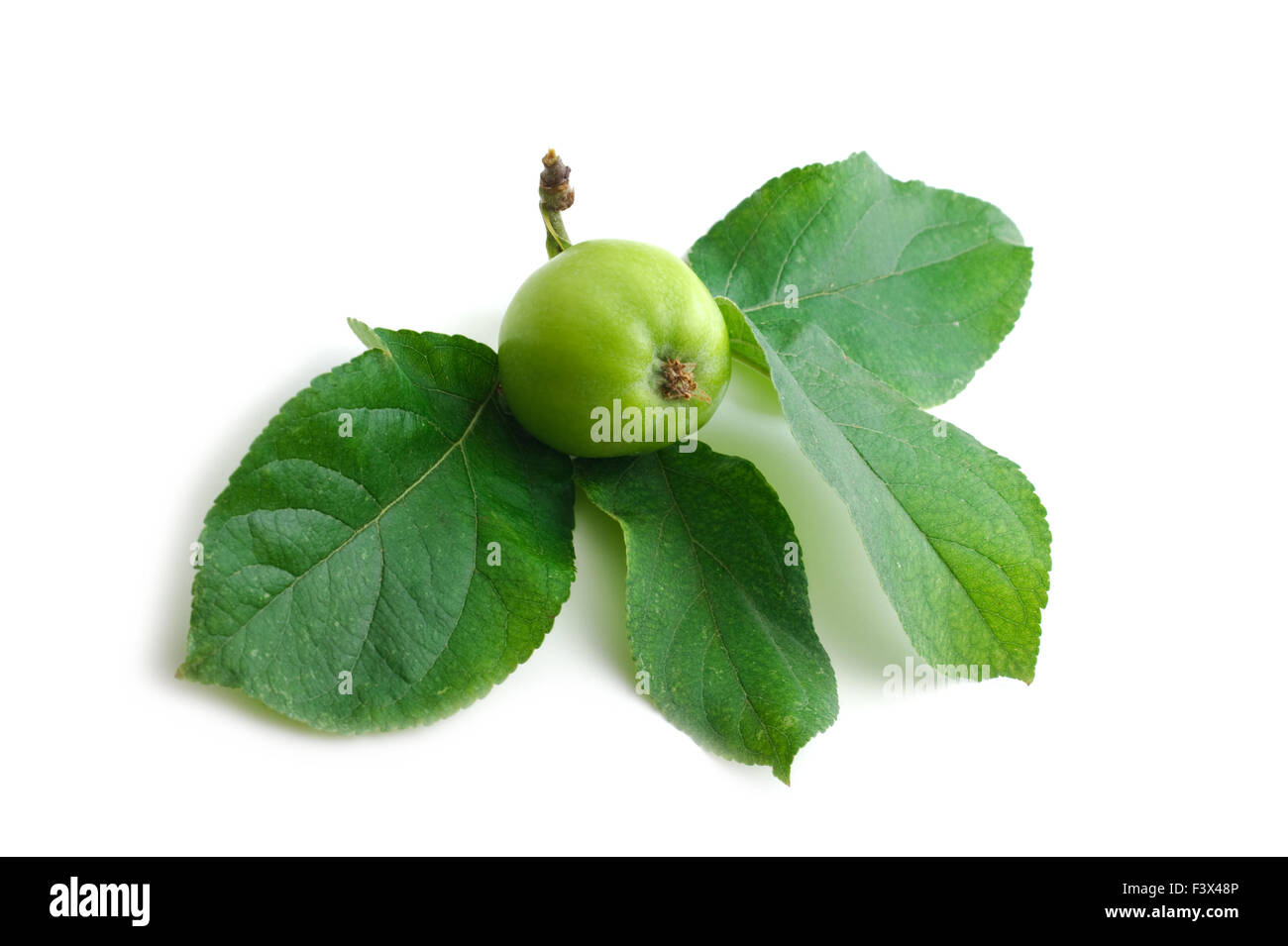 green apple and leaf Stock Photo - Alamy