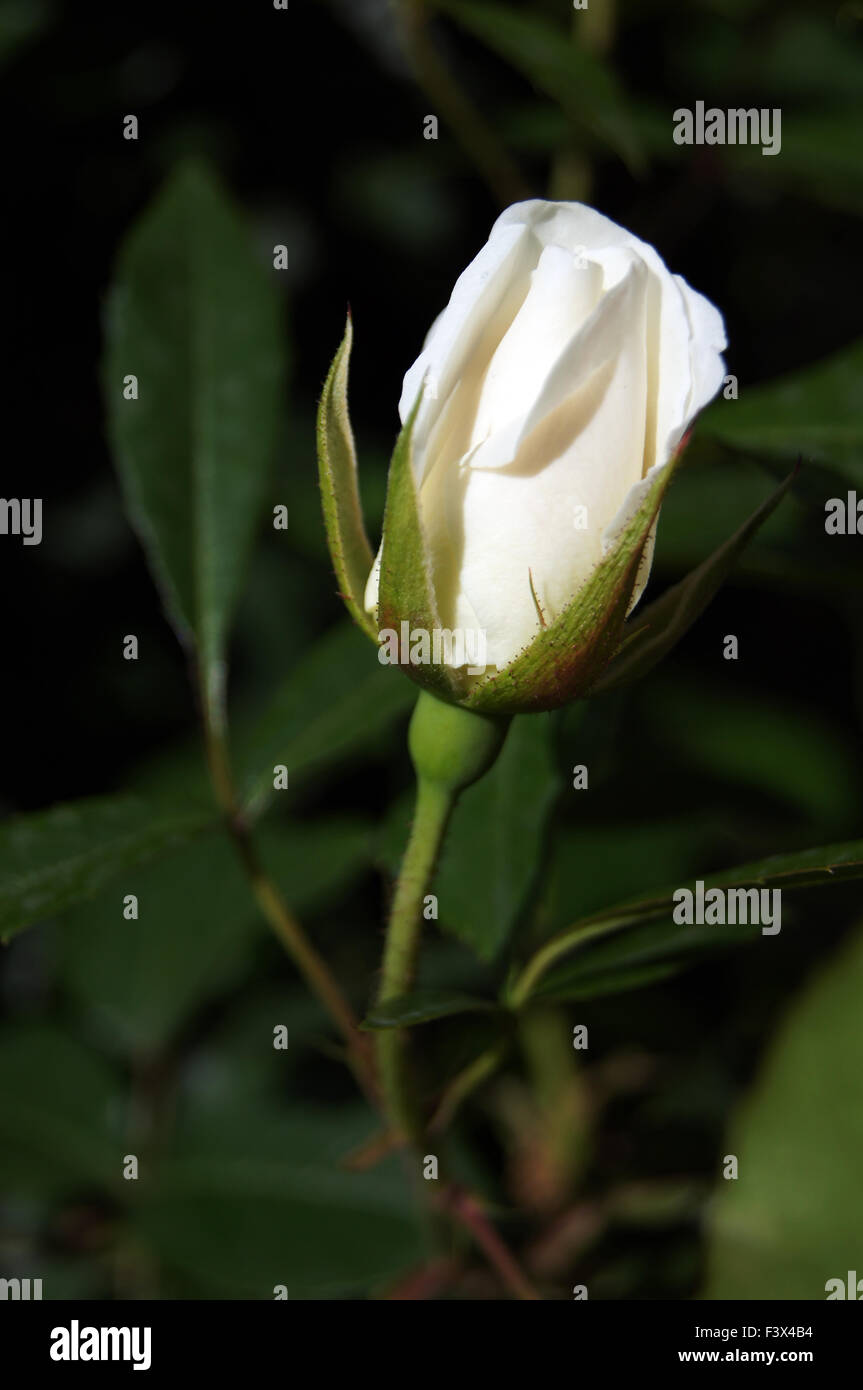 White Rose Bud High Resolution Stock Photography and Images - Alamy