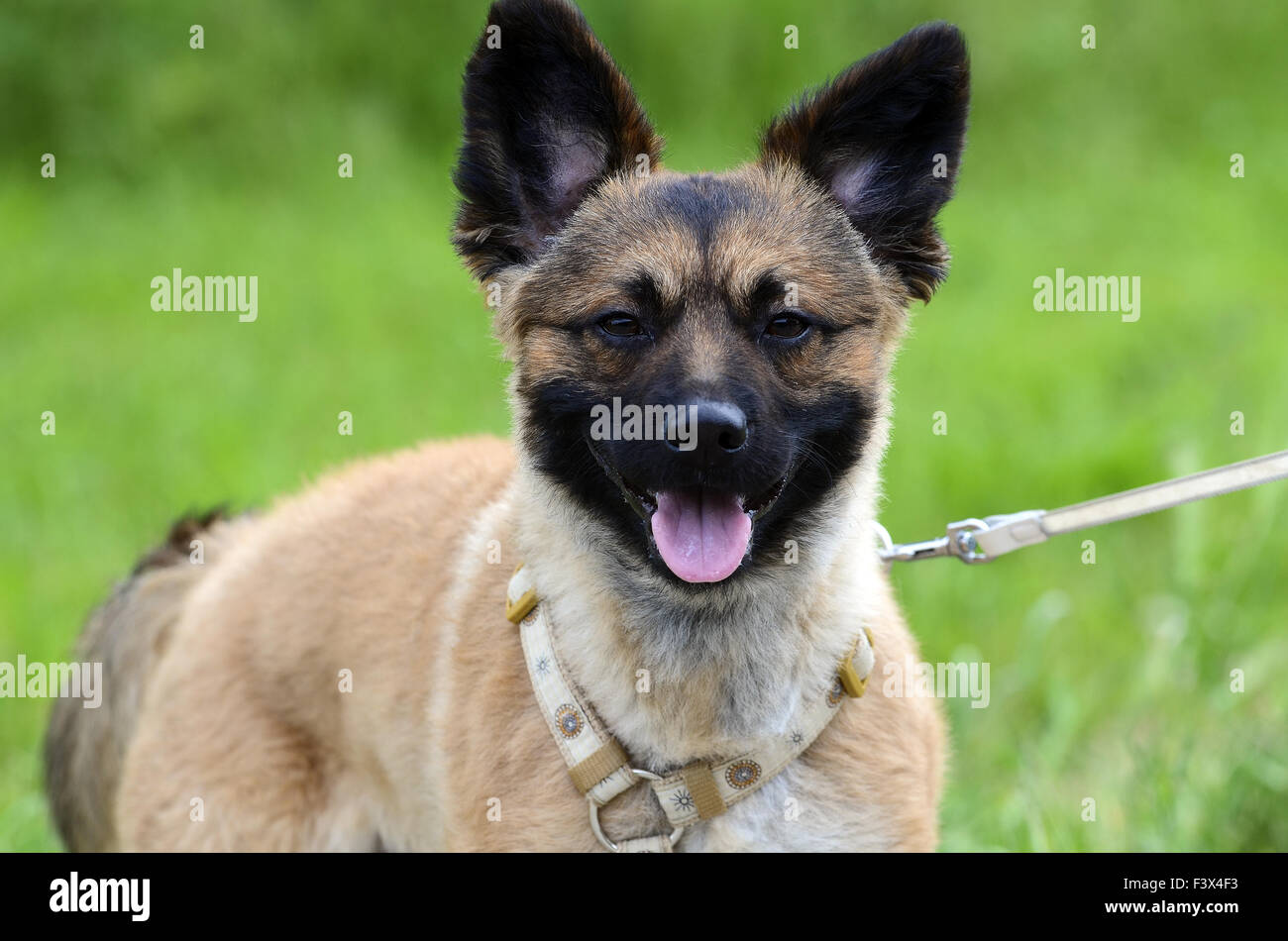 Blood cane hi-res stock photography and images - Alamy
