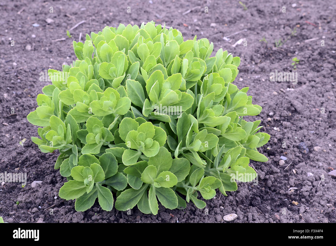 Fat hen herb hi-res stock photography and images - Alamy