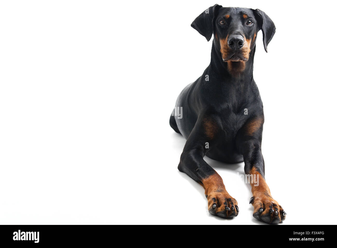 Friendly doberman hi-res stock photography and images - Alamy