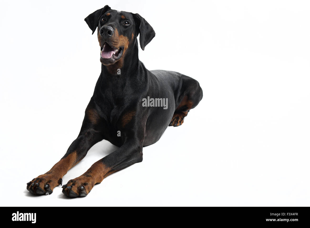 Friendly doberman hi-res stock photography and images - Alamy