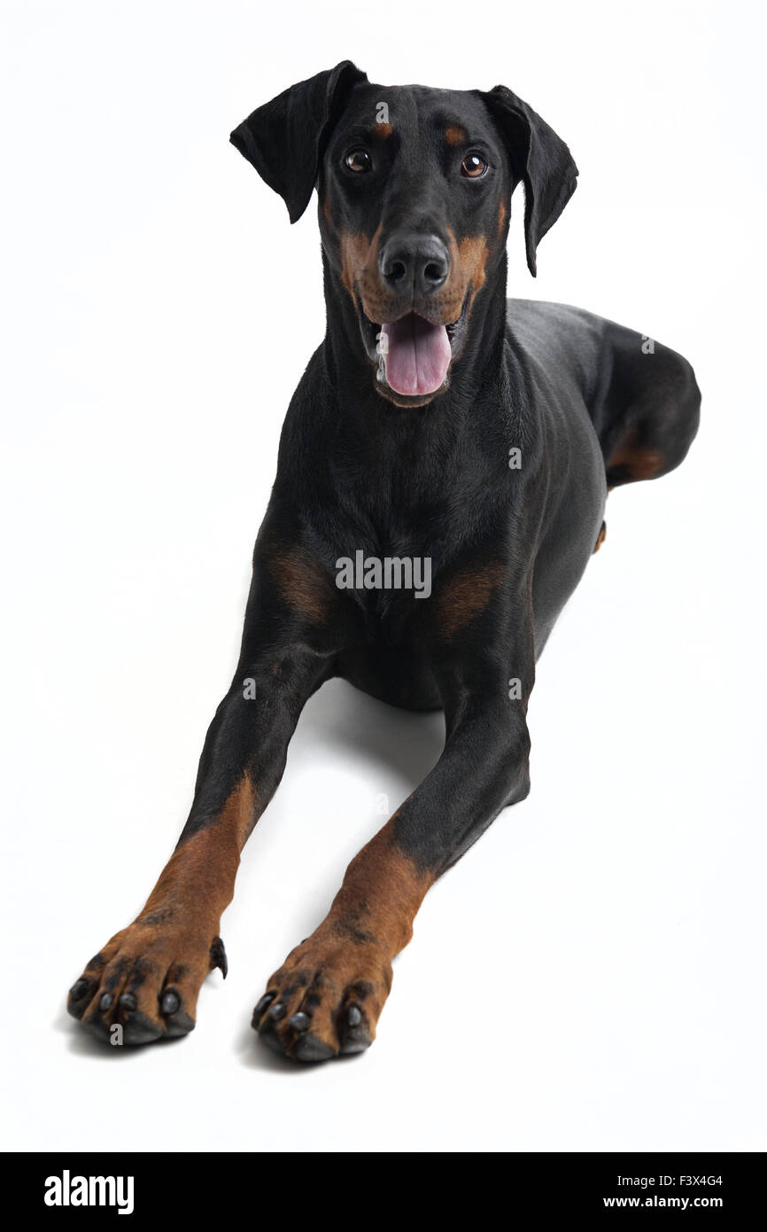 Are Dobermans Friendly