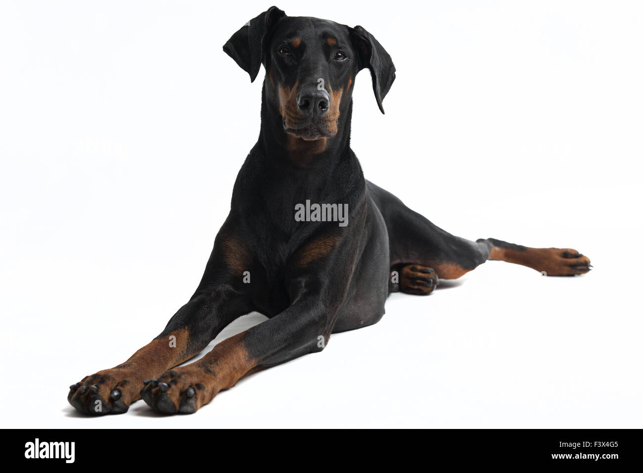 Friendly doberman hi-res stock photography and images - Alamy