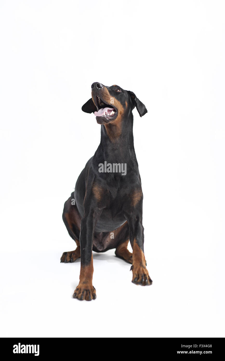 Friendly doberman hi-res stock photography and images - Alamy