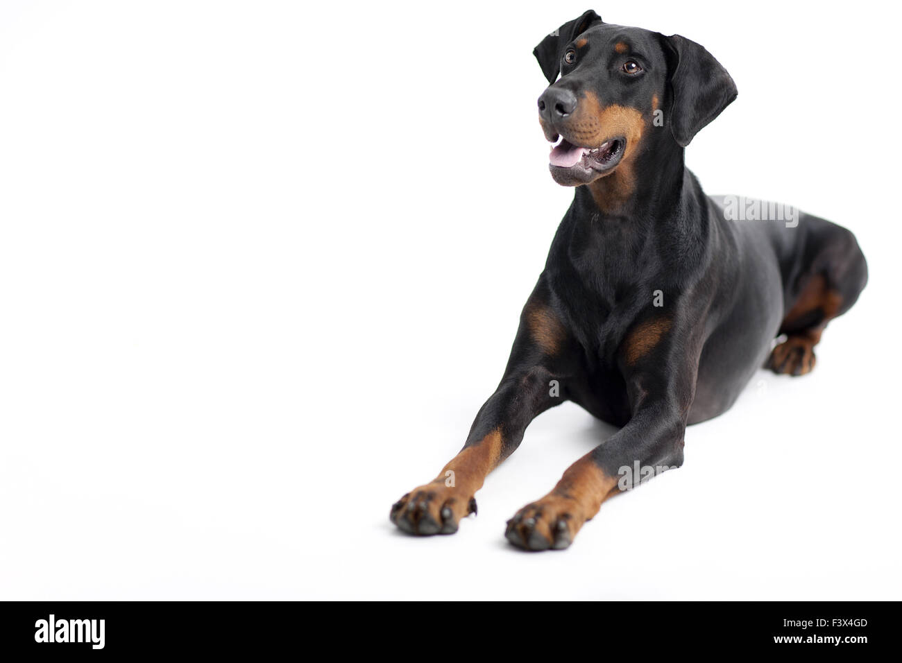 Friendly doberman hi-res stock photography and images - Alamy