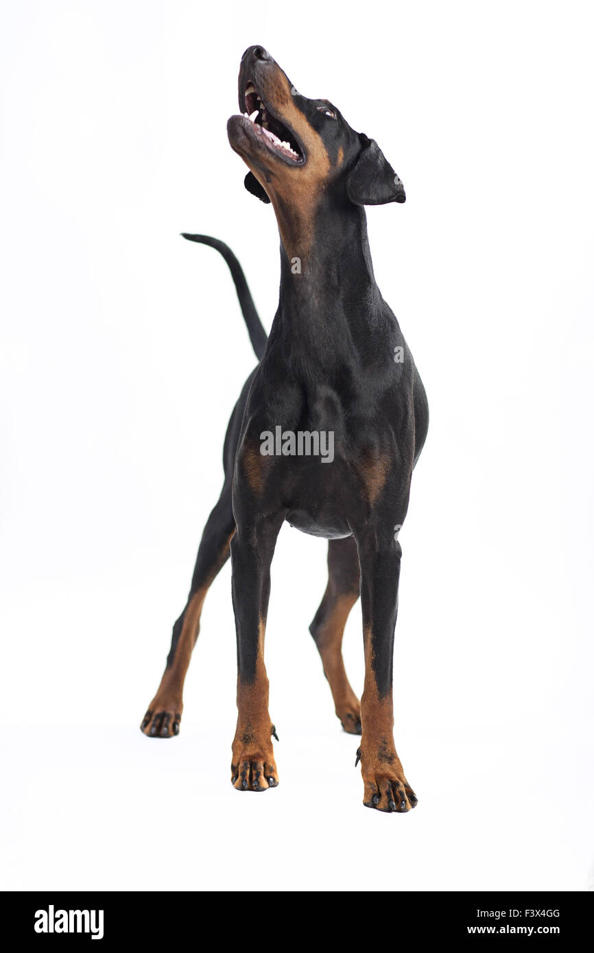 Friendly, standing Doberman Stock Photo - Alamy
