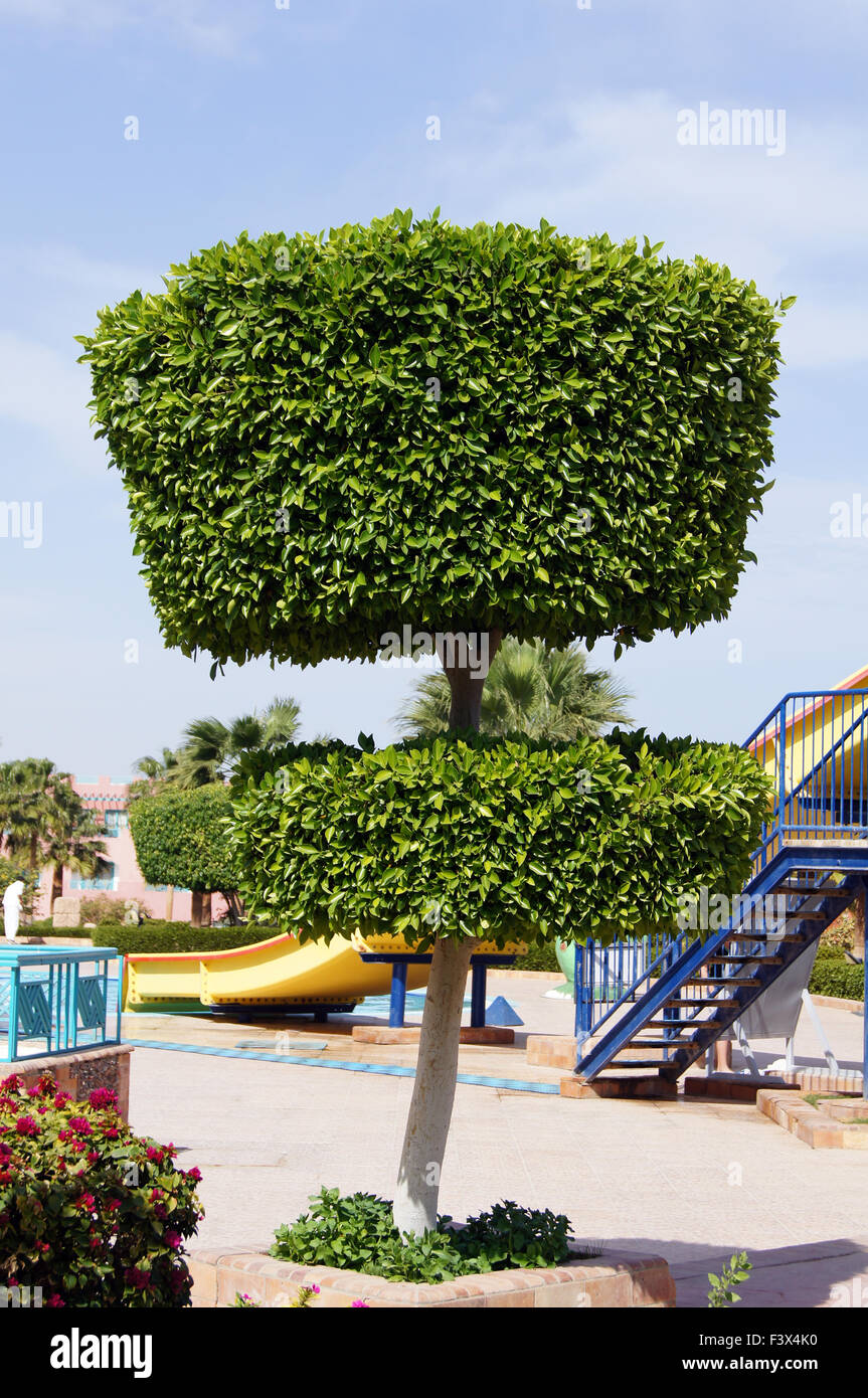 Little green cut tree in the park Stock Photo - Alamy