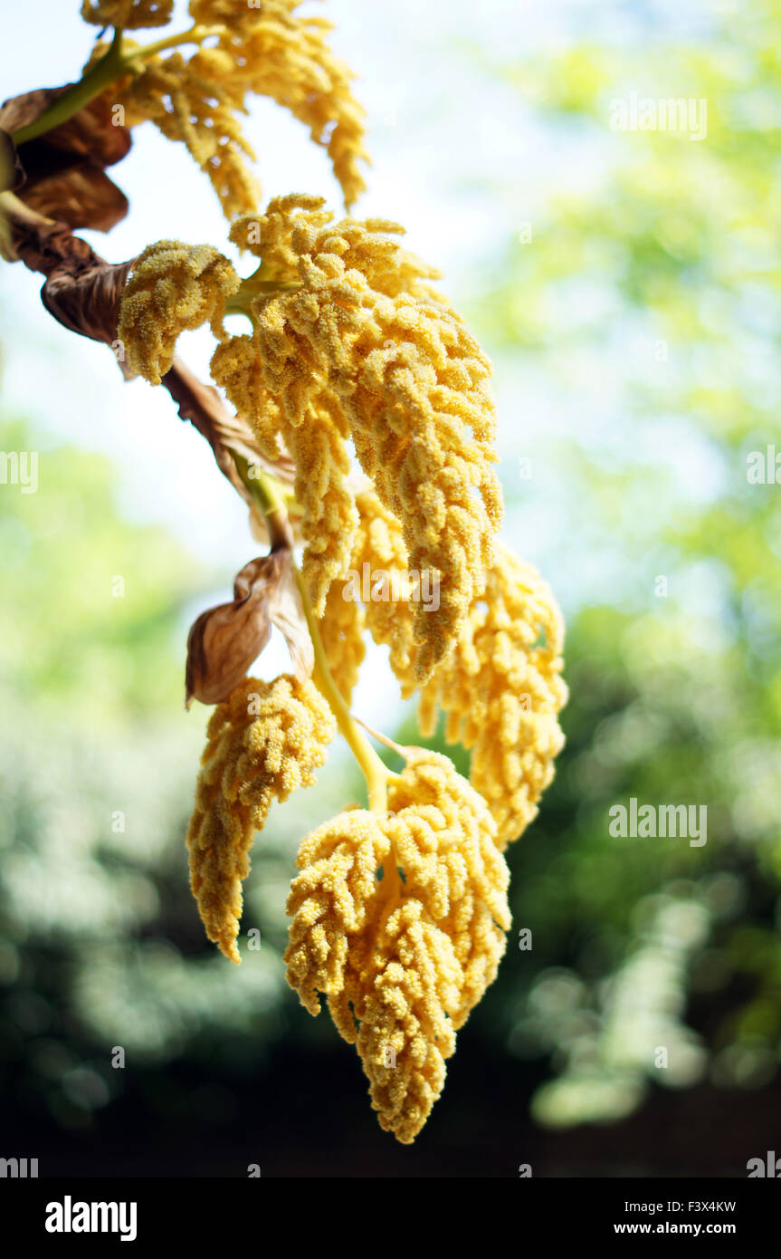 Closeup of blooming palm tree Stock Photo - Alamy