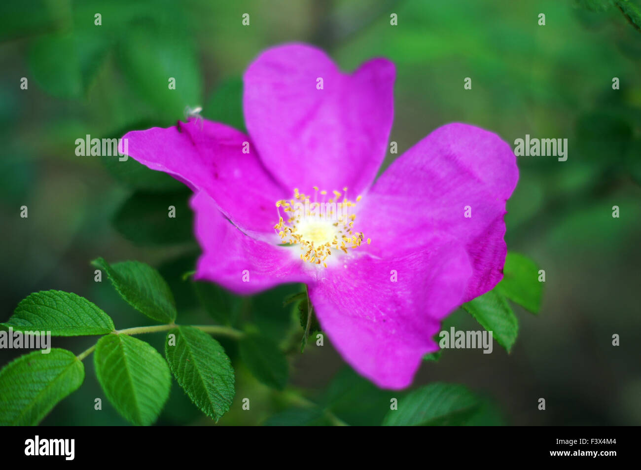 Dog rose flowers hi-res stock photography and images - Alamy