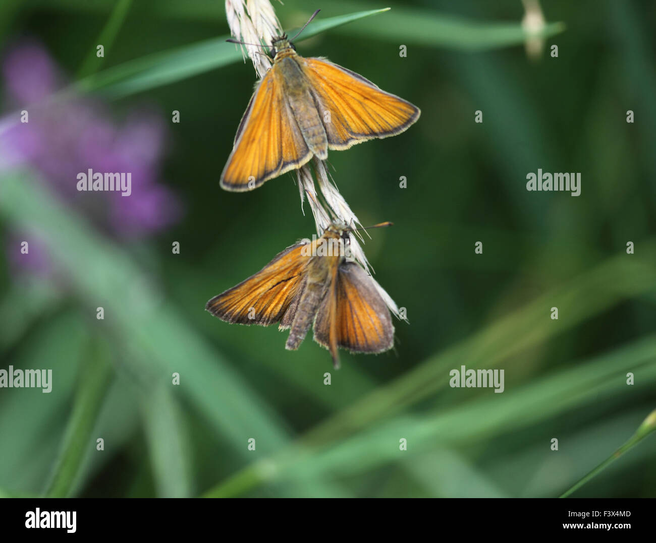 Grassstem hi-res stock photography and images - Alamy