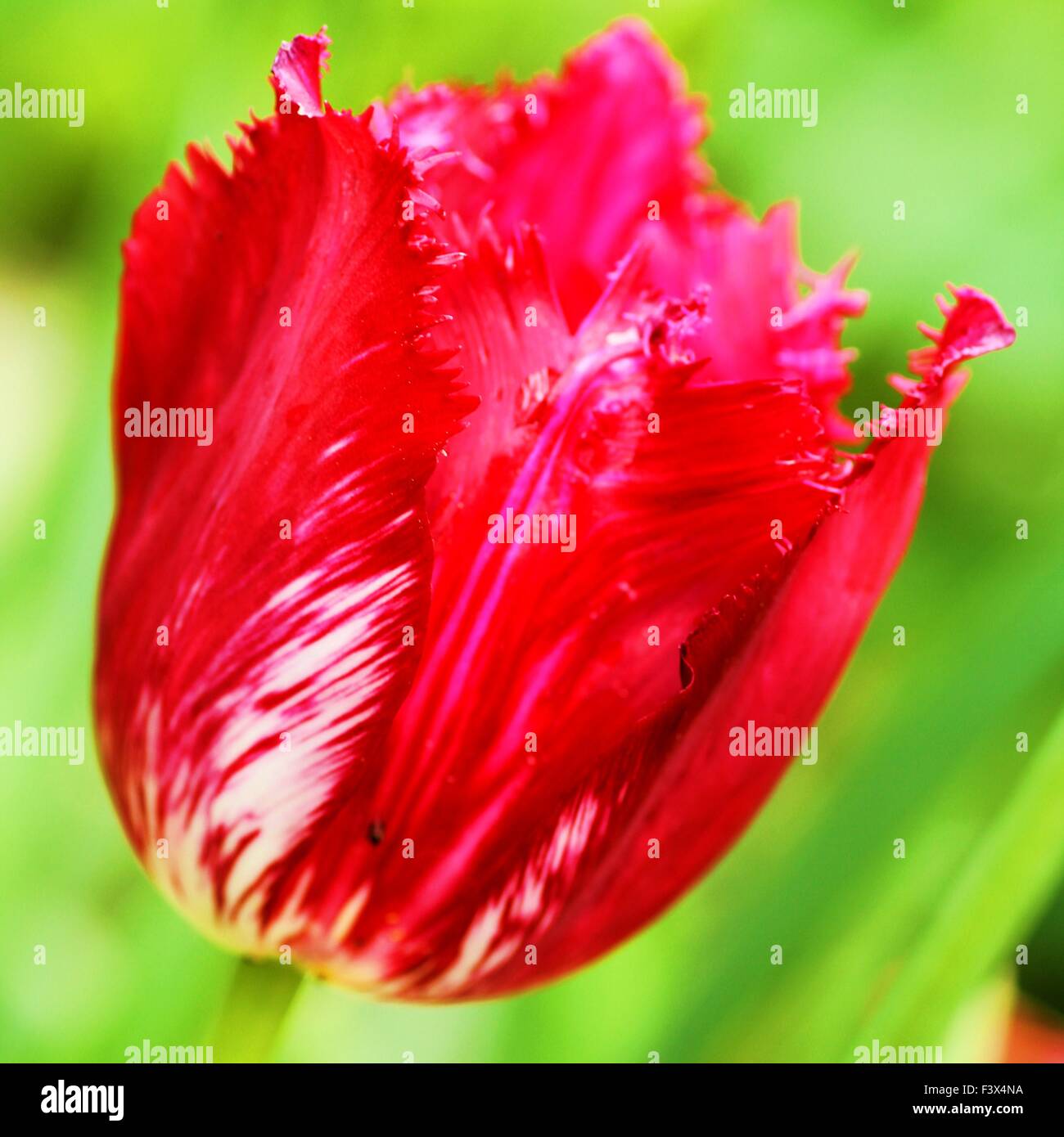 Jagged tulip hi-res stock photography and images - Alamy