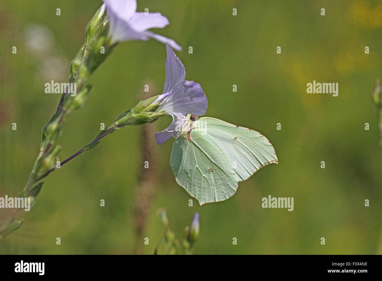 Linseed flower hi-res stock photography and images - Alamy