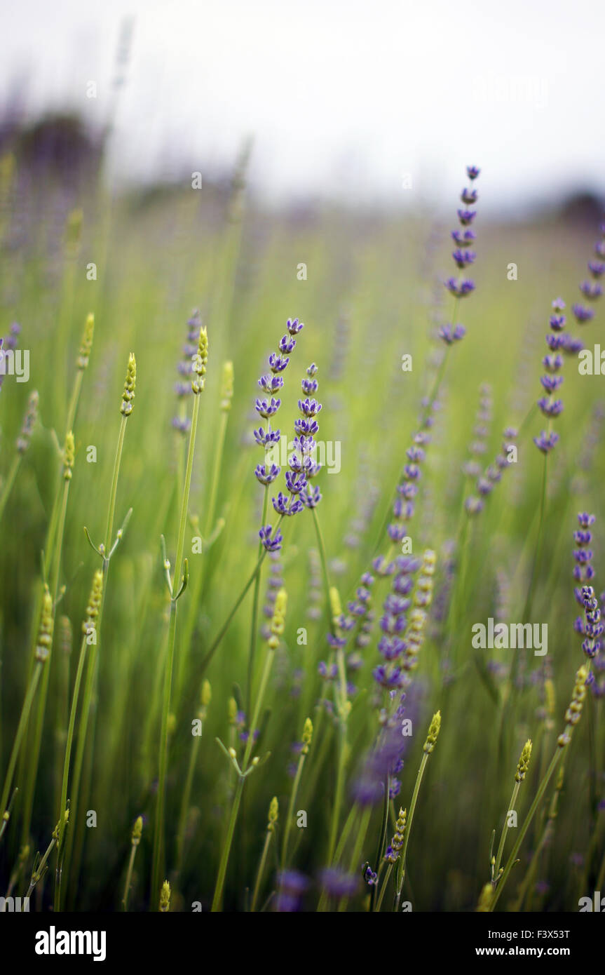 Lavander field scenic view hi-res stock photography and images - Alamy