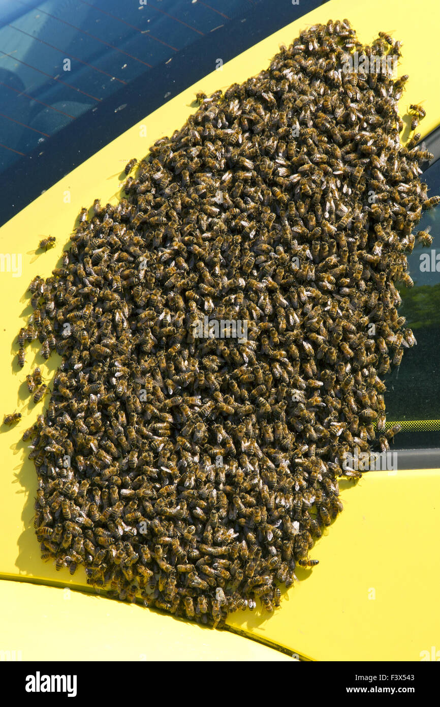 Swarm of bees car hi-res stock photography and images - Alamy