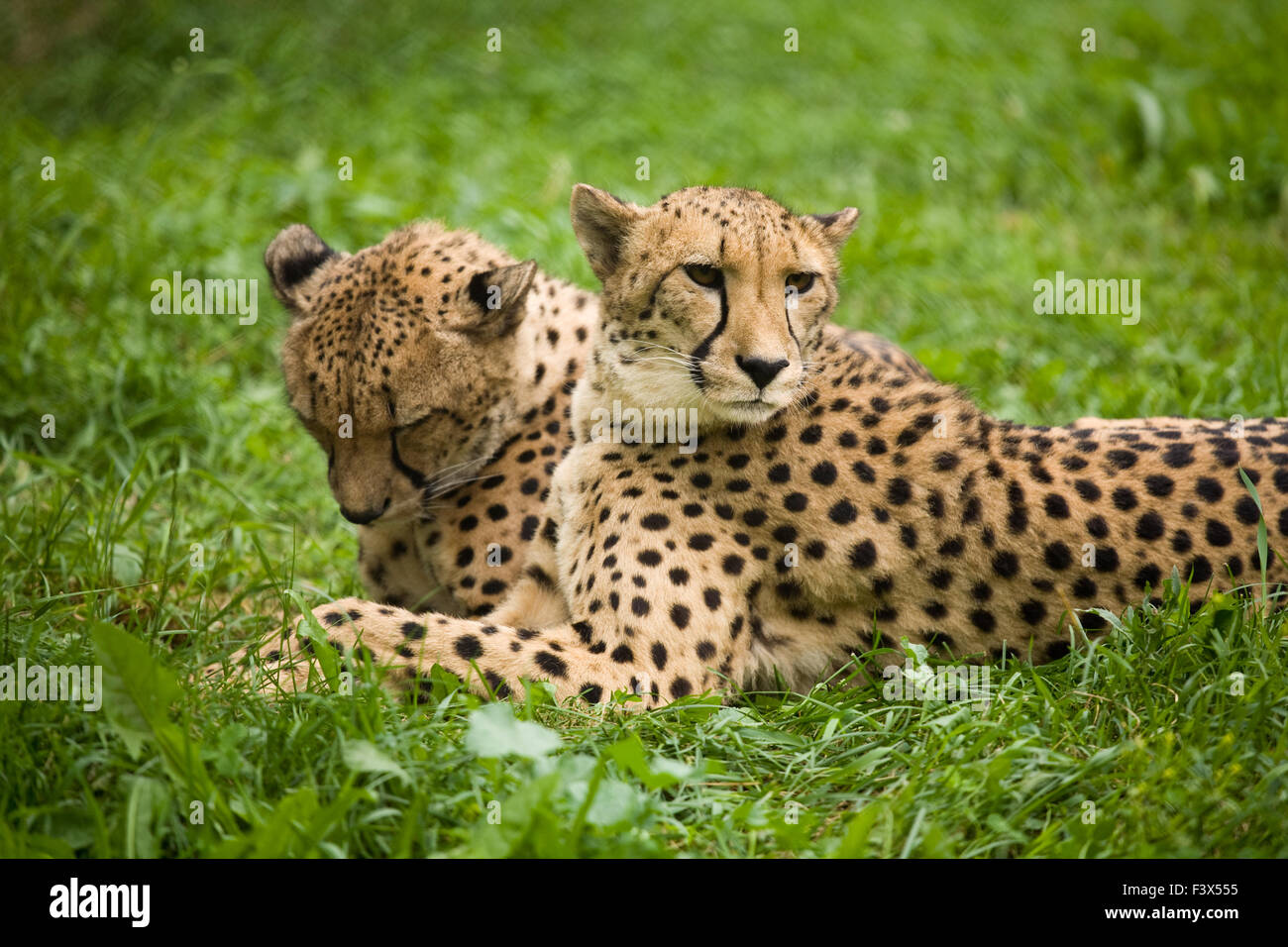 Leopards hi-res stock photography and images - Alamy