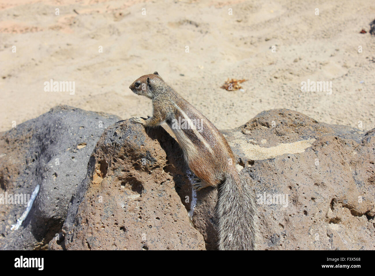 Fuerteventura chipmunk hi-res stock photography and images - Alamy