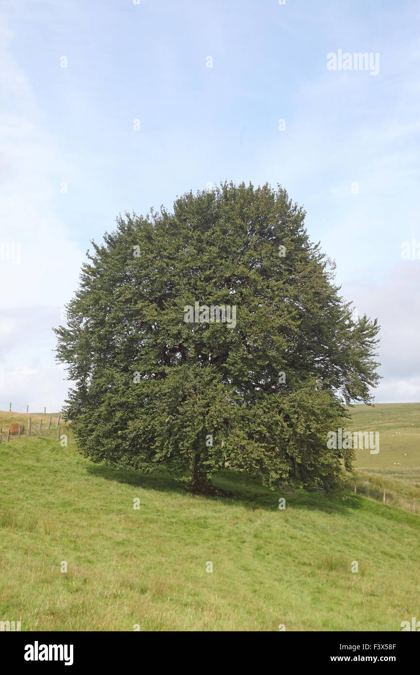 Mature beech tree Fagus sylvatica in summer Stock Photo - Alamy
