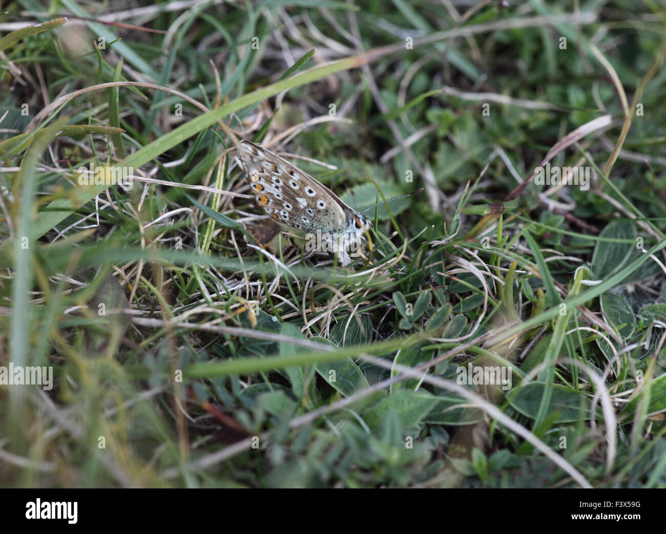 Chalkhill blue Lysandra coridon female egg laying Stock Photo - Alamy