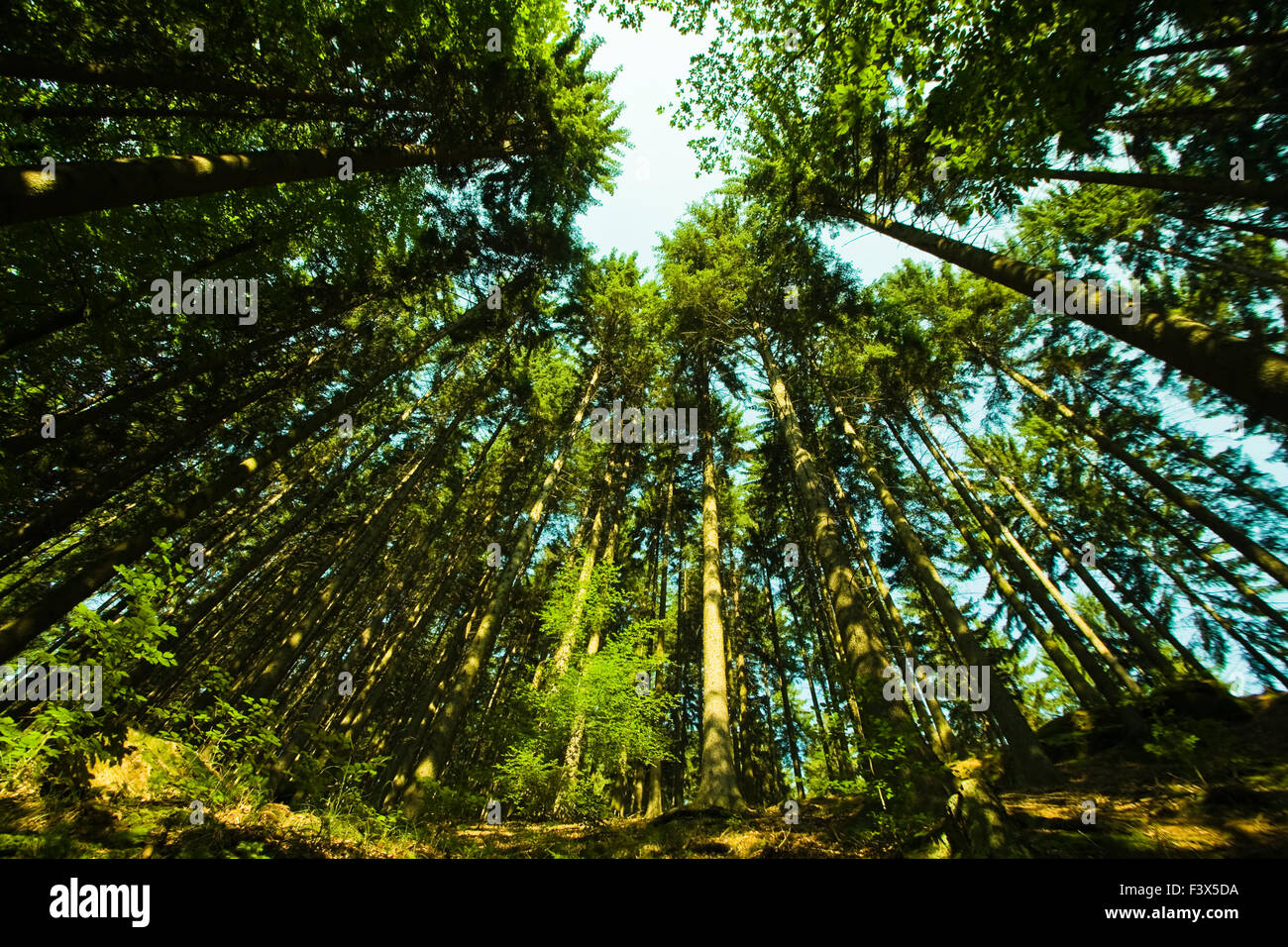 timber forest Stock Photo - Alamy