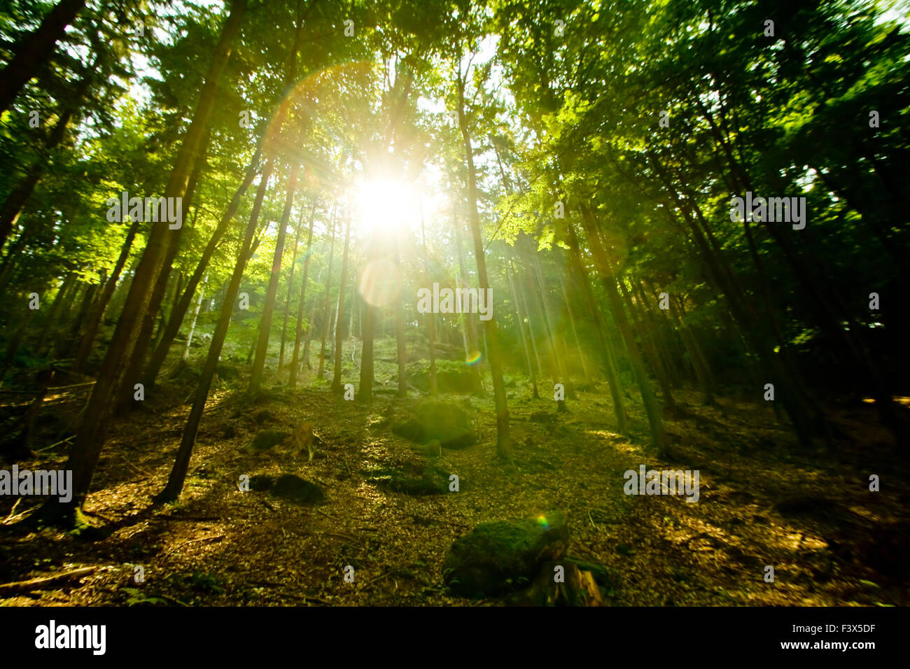 Sun wood hi-res stock photography and images - Alamy