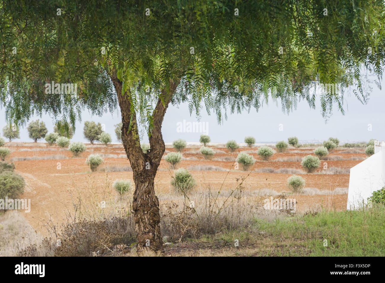 landscape with olive trees Stock Photo - Alamy