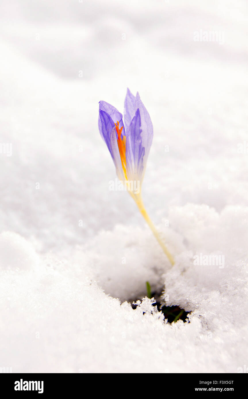 Blue crocus flowers under the first snow Stock Photo - Alamy