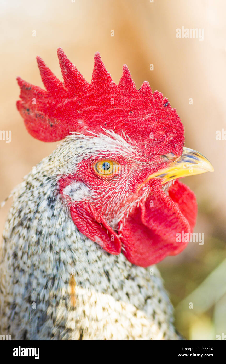 close-up of a rooster Stock Photo - Alamy