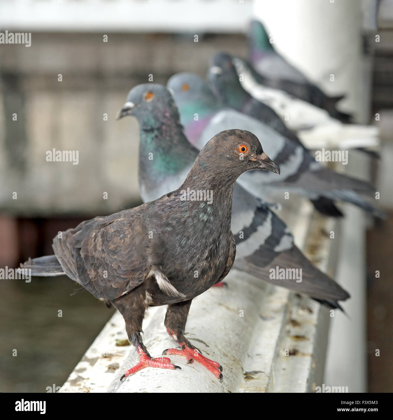 pile of pigeon stand on the balustrade Stock Photo - Alamy
