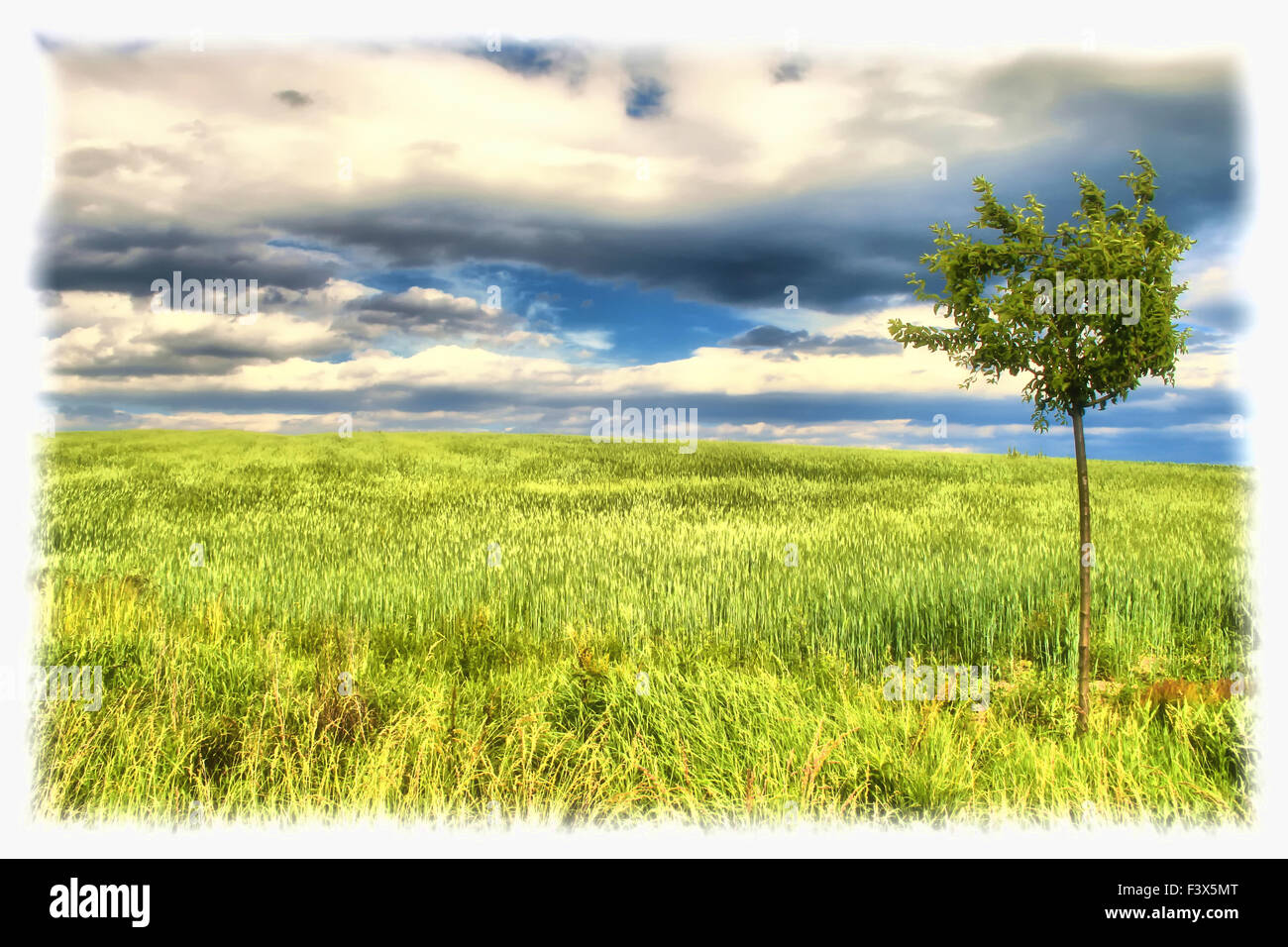 Feld tree Cut Out Stock Images & Pictures - Alamy