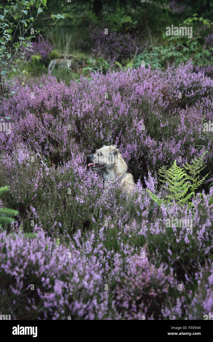 Heather In Flower High Resolution Stock Photography and Images - Alamy