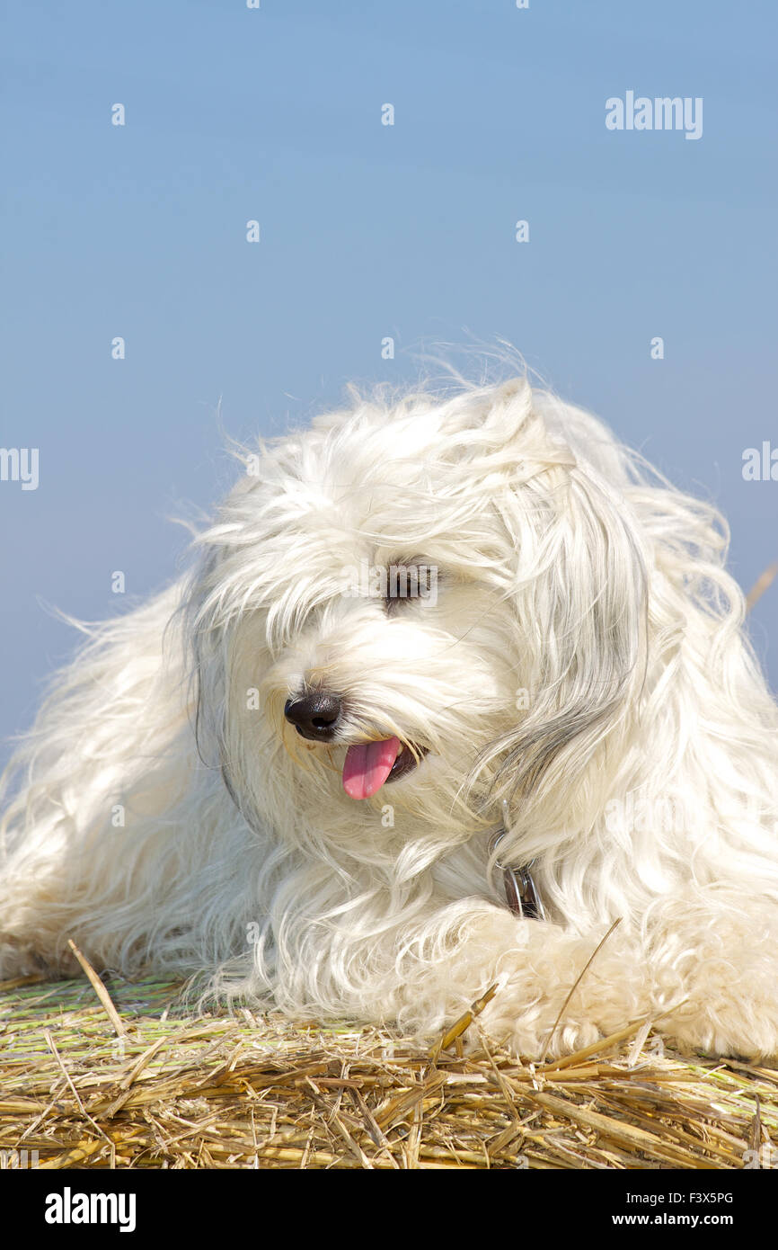 Dog lying on straw Stock Photo - Alamy