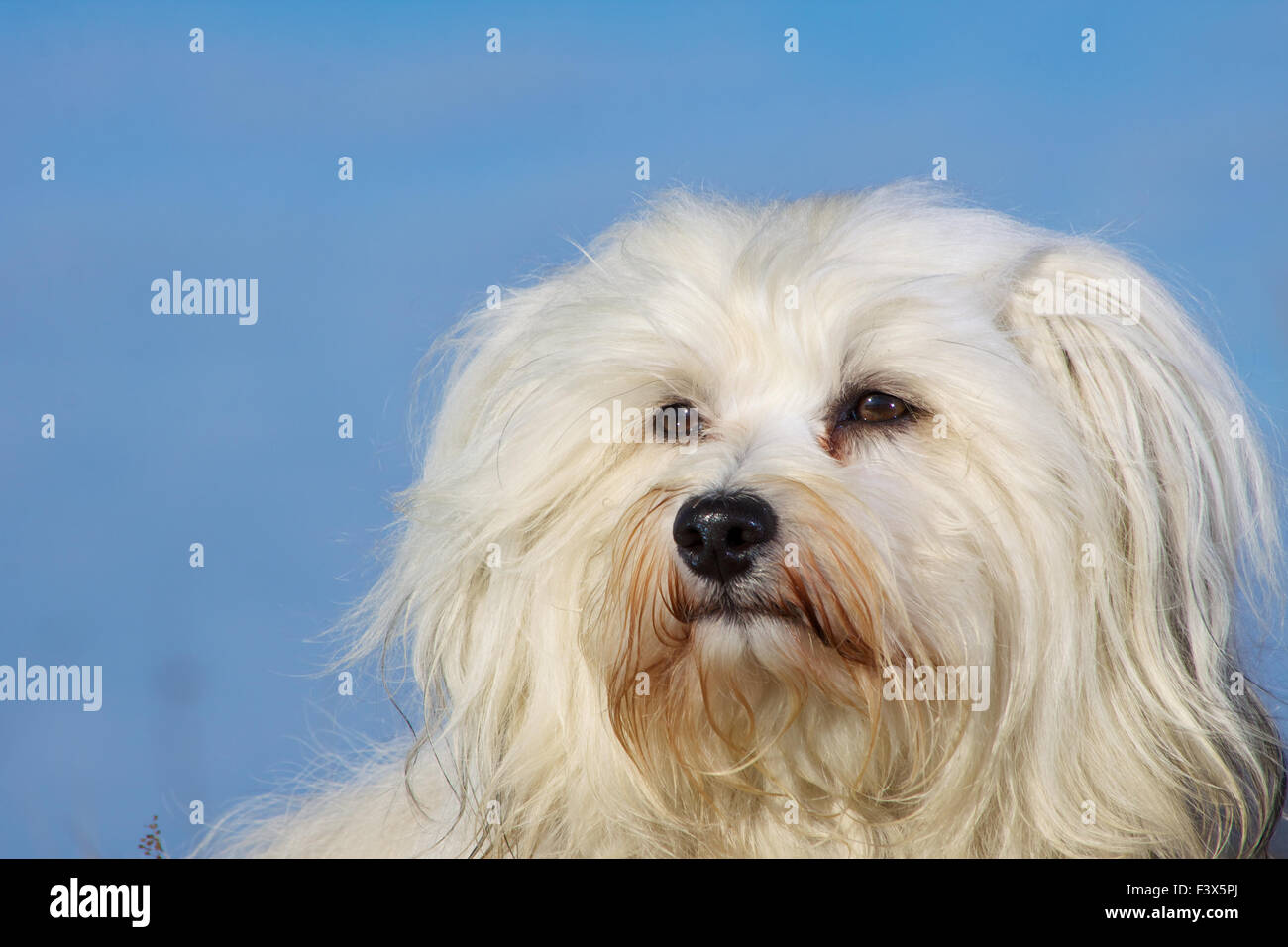 Havanese with vision Stock Photo - Alamy