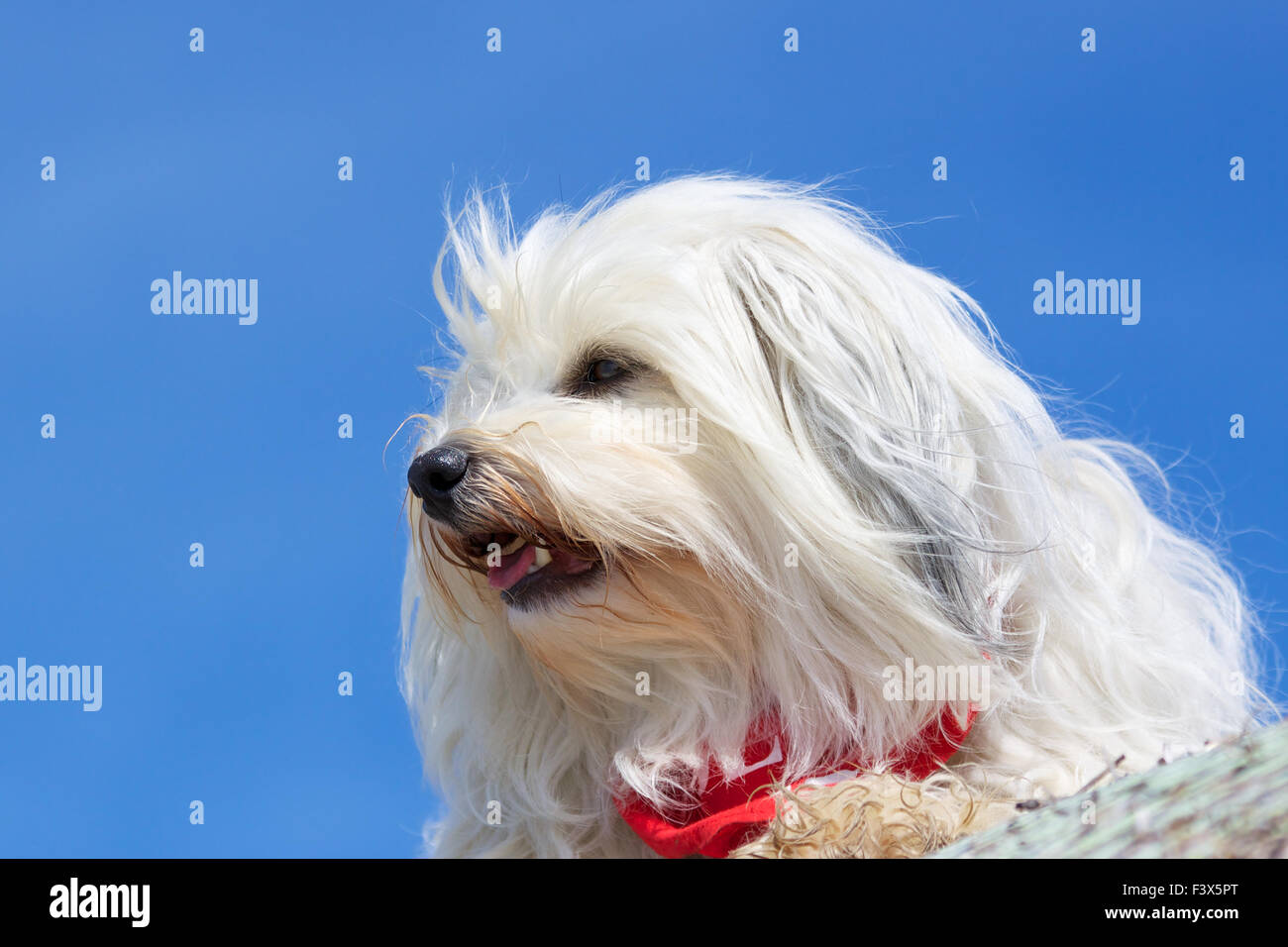 Havaneser havanese bichon havanais bichon hi-res stock photography and ...