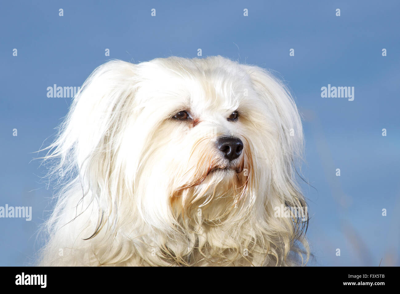 Havanese dog hi-res stock photography and images - Alamy