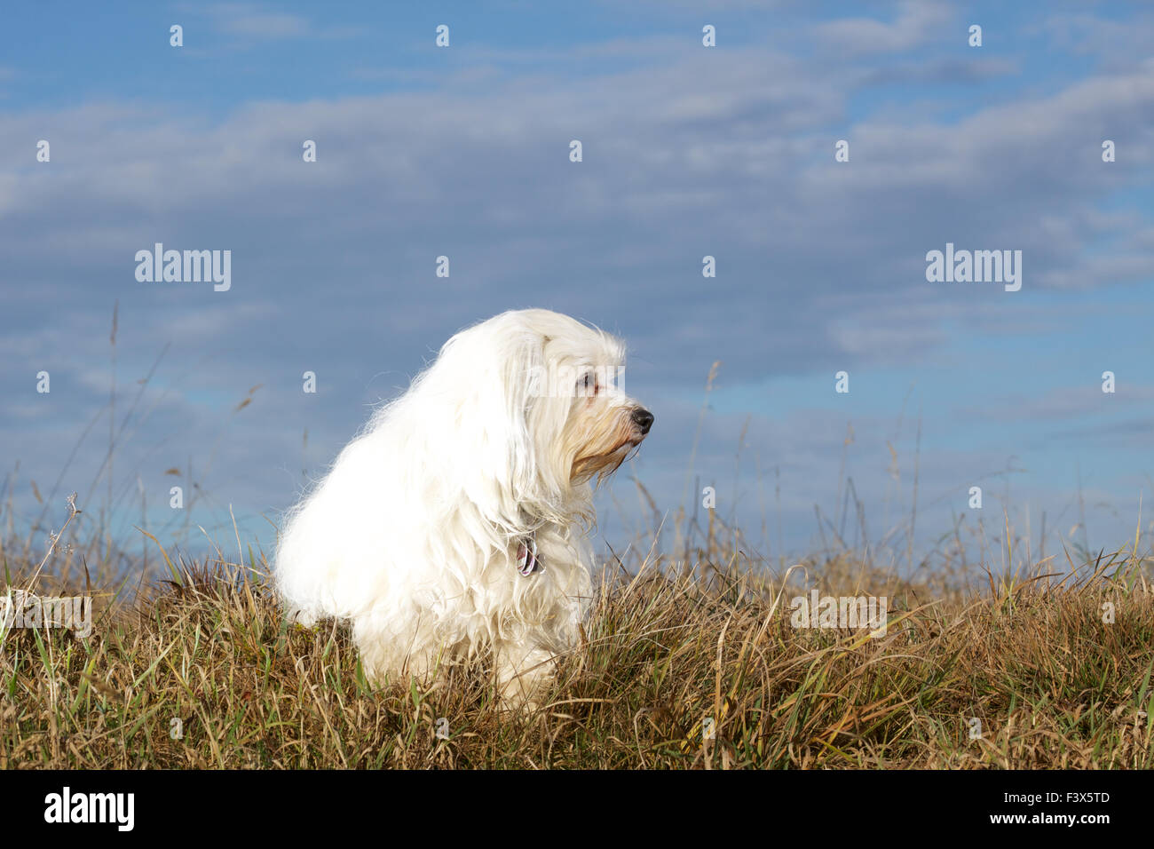 Lateral profile hi-res stock photography and images - Alamy