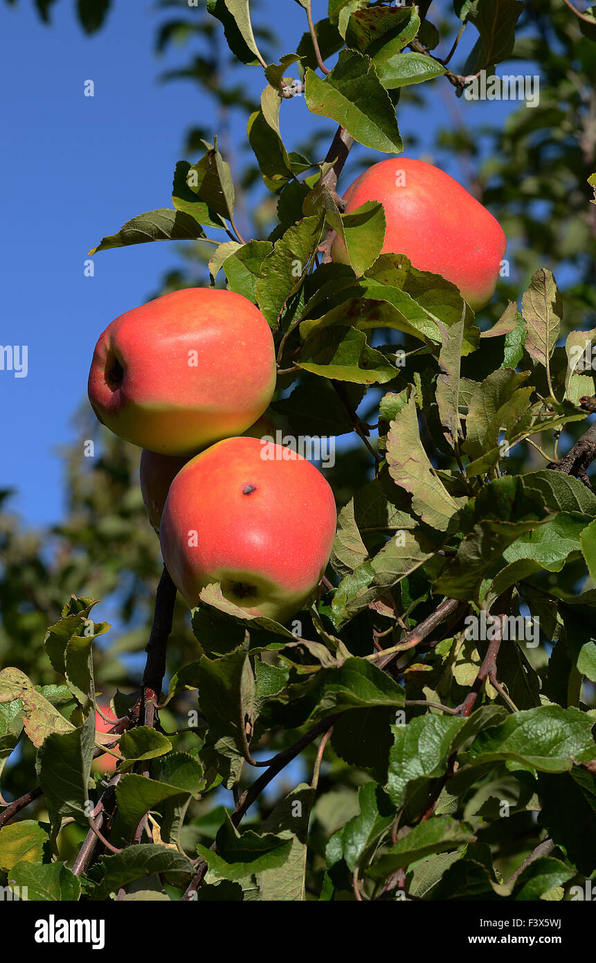 Roter apfelbaum hi-res stock photography and images - Alamy