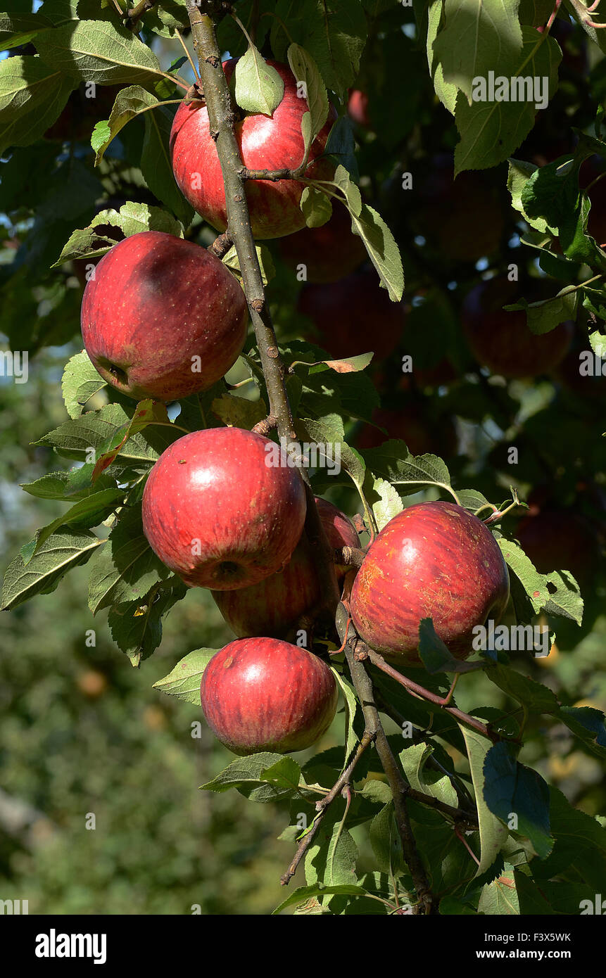 Apfelbaum streuobstwiese hi-res stock photography and images - Alamy