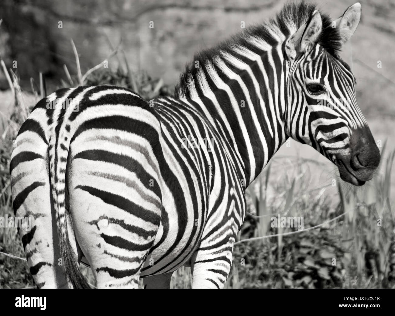 Zebra ohren hi-res stock photography and images - Alamy