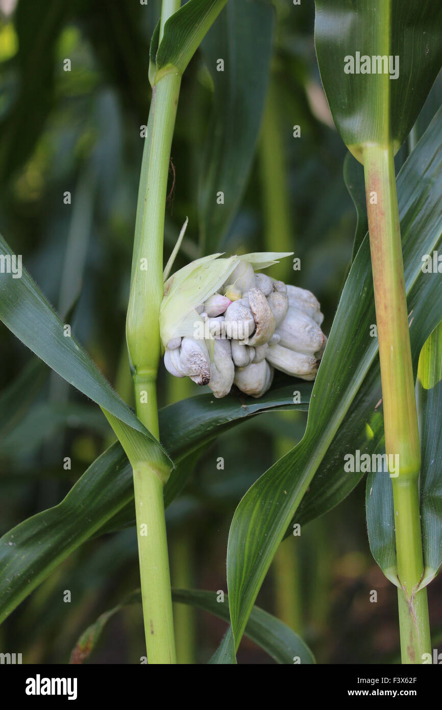 maize sweetcorn parasite Stock Photo - Alamy