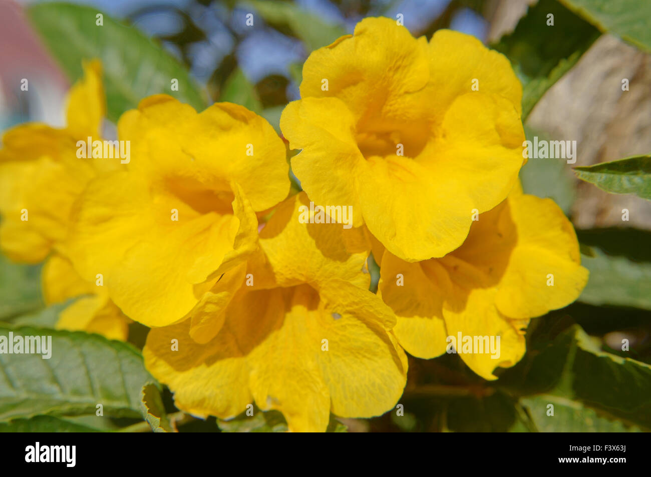 Allamanda vine hi-res stock photography and images - Alamy