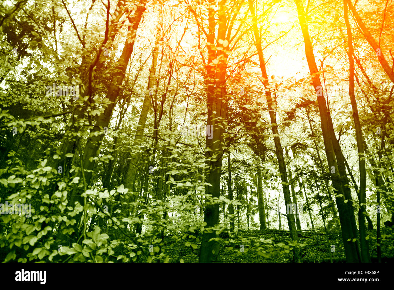 Forest in Spring Stock Photo - Alamy