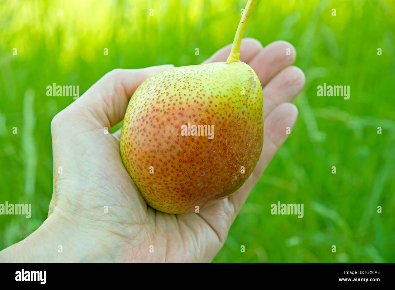 Pear stone plant hi-res stock photography and images - Alamy