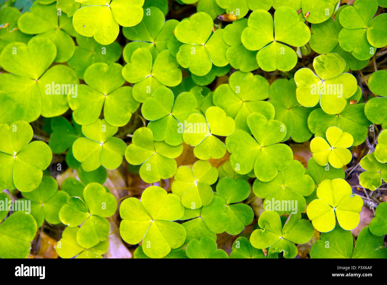 Green heart leaves clover hi-res stock photography and images - Alamy