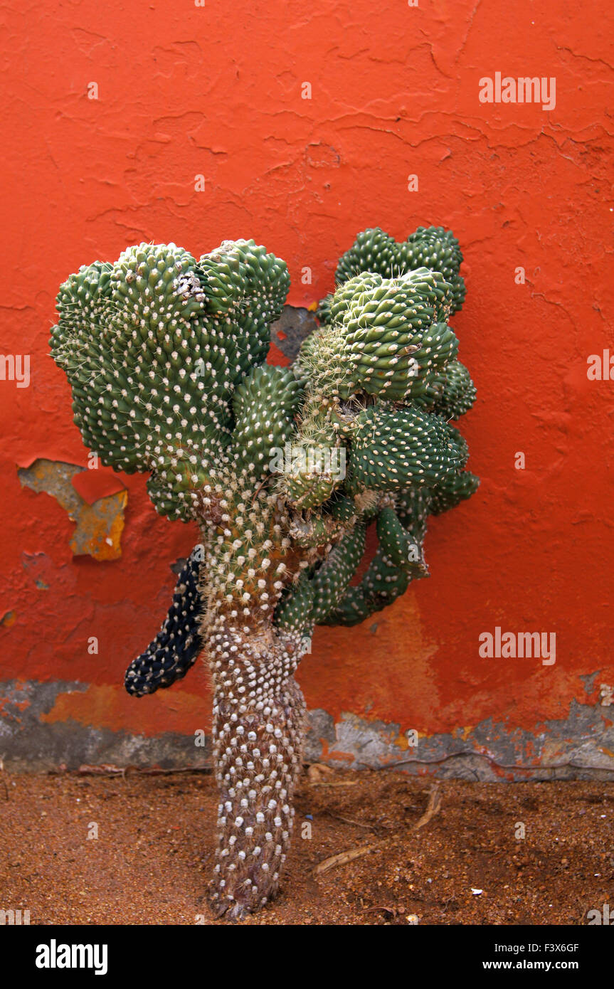 Cactus desert egypt hi-res stock photography and images - Alamy