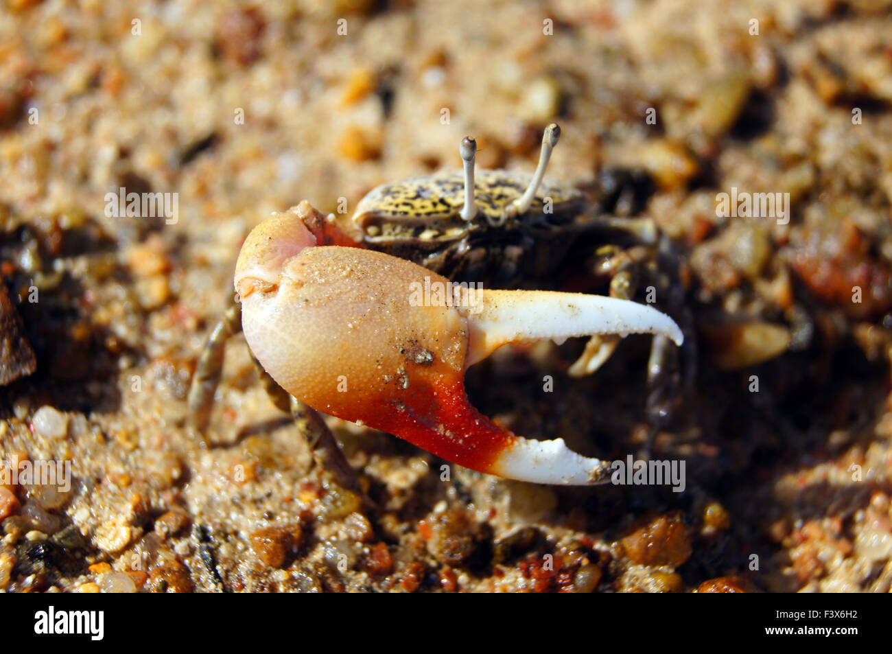 Single claw crab hi-res stock photography and images - Alamy